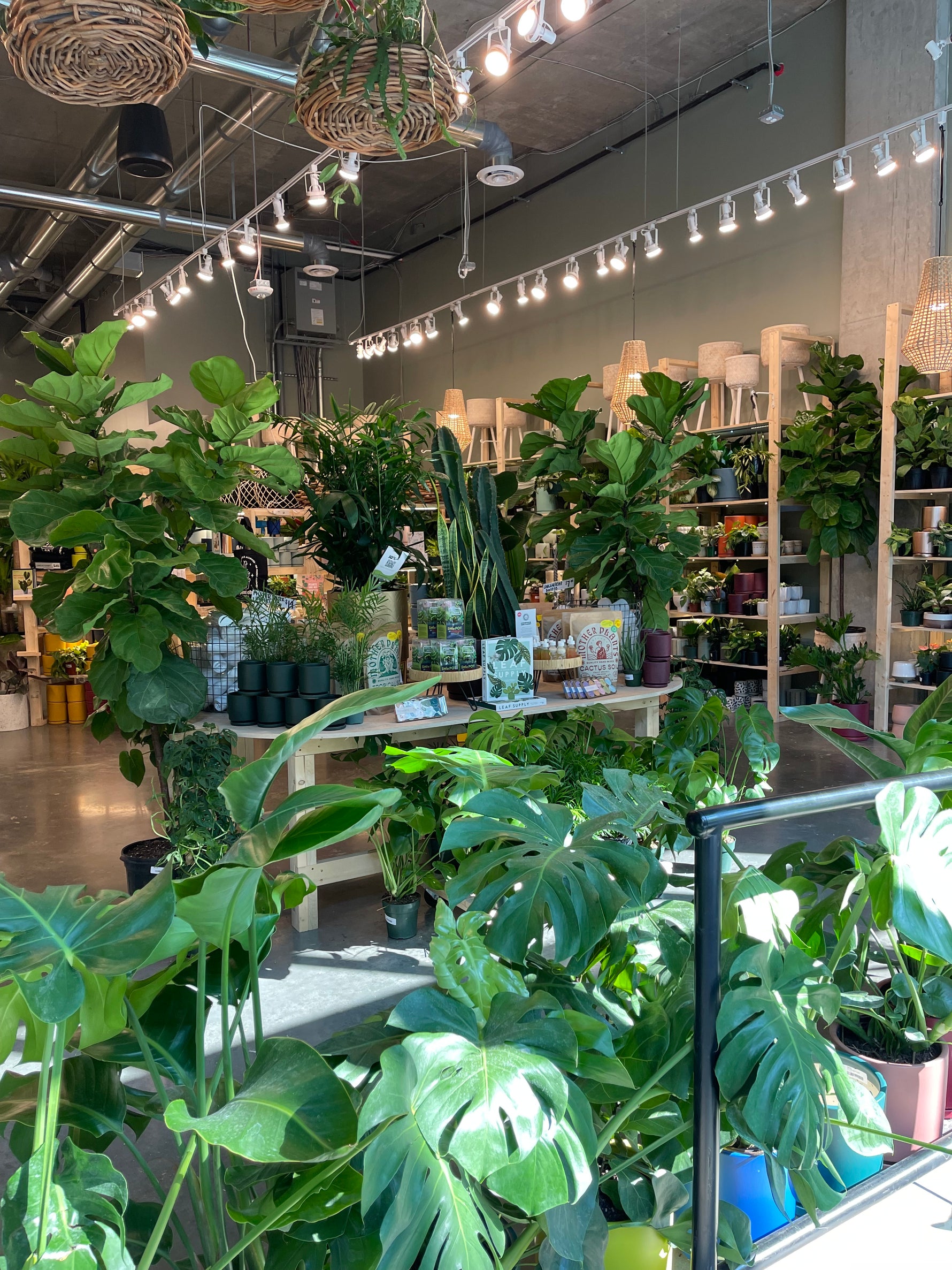 PlantHouse Alexandria, VA | DIY Workshops & House Plant Store