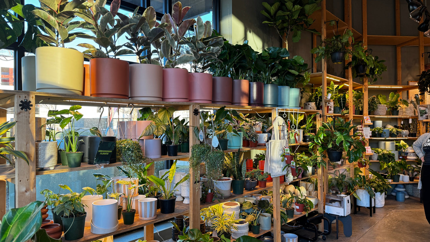 PlantHouse Charlotte, NC | DIY Workshops & House Plant Store